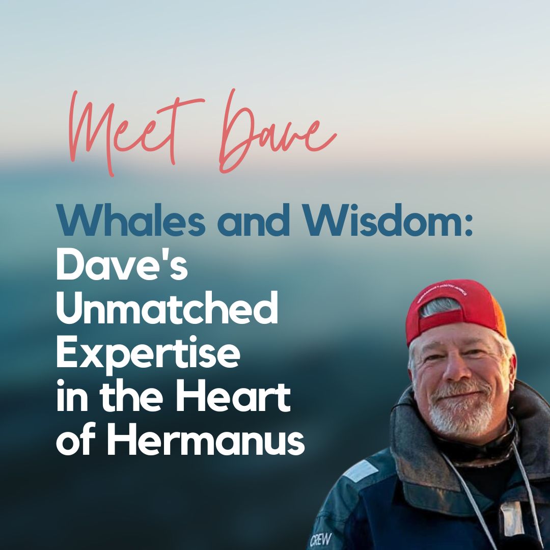 Home - hermanuswhalesandwalks